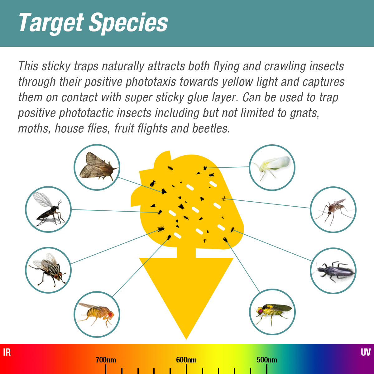 24-Pack Sticky Insect Traps - Novelty Emoji – ZingZapUSA